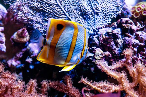 偷嘴鱼图片怎么拍_偷嘴鱼高清壁纸哪里找-第2张图片-山城妙识 偷嘴鱼图片怎么拍_偷嘴鱼高清壁纸哪里找-第2张图片-山城妙识