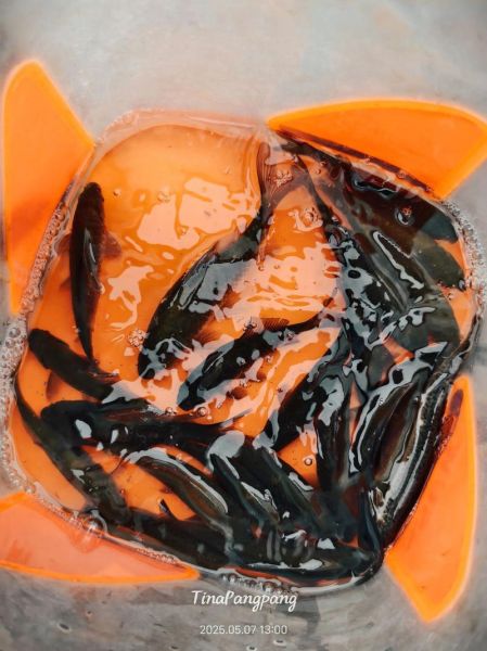 偷嘴鱼图片怎么拍_偷嘴鱼高清壁纸哪里找-第1张图片-山城妙识 偷嘴鱼图片怎么拍_偷嘴鱼高清壁纸哪里找-第1张图片-山城妙识