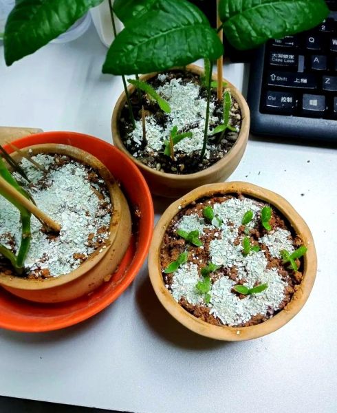 鸡蛋壳怎么做肥料_鸡蛋壳肥料使用方法-第3张图片-山城妙识 鸡蛋壳怎么做肥料_鸡蛋壳肥料使用方法-第3张图片-山城妙识