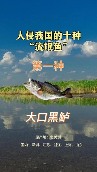 偷嘴鱼图片怎么拍_偷嘴鱼高清壁纸哪里找-第3张图片-山城妙识 偷嘴鱼图片怎么拍_偷嘴鱼高清壁纸哪里找-第3张图片-山城妙识