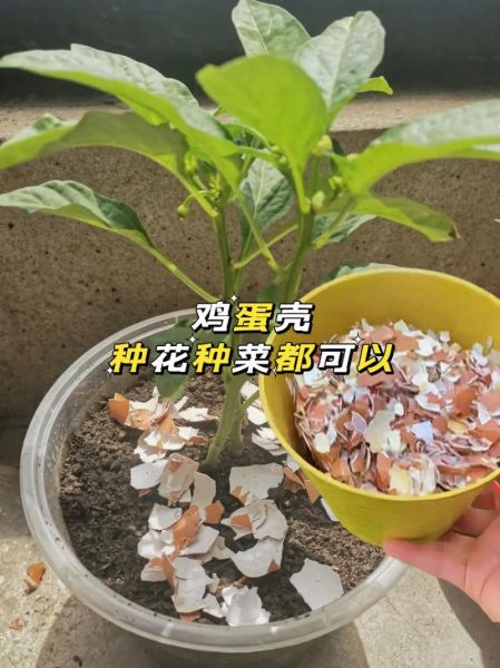 鸡蛋壳怎么做肥料_鸡蛋壳肥料使用方法-第2张图片-山城妙识 鸡蛋壳怎么做肥料_鸡蛋壳肥料使用方法-第2张图片-山城妙识