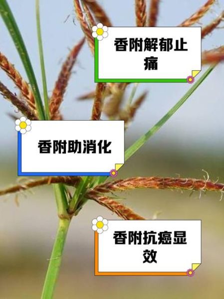香附和醋香附的区别_功效差异-第2张图片-山城妙识 香附和醋香附的区别_功效差异-第2张图片-山城妙识