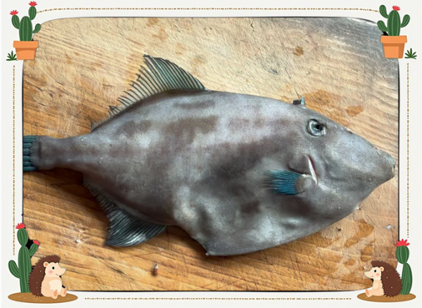 扒皮鱼又叫什么鱼_扒皮鱼学名是什么-第1张图片-山城妙识 扒皮鱼又叫什么鱼_扒皮鱼学名是什么-第1张图片-山城妙识