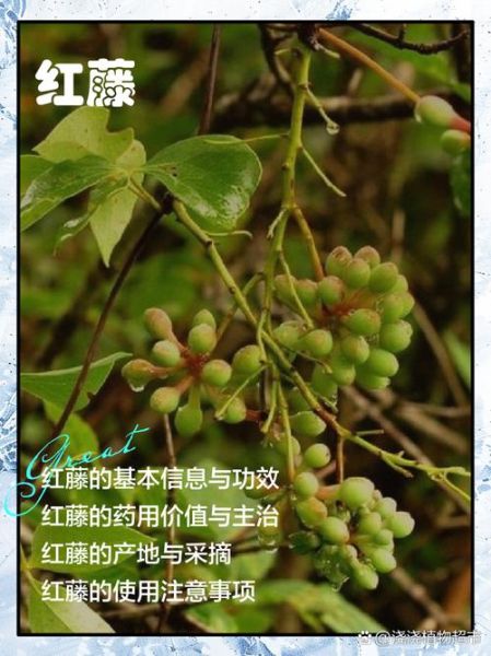 红藤的功效与作用禁忌_红藤适合什么人吃-第1张图片-山城妙识 红藤的功效与作用禁忌_红藤适合什么人吃-第1张图片-山城妙识
