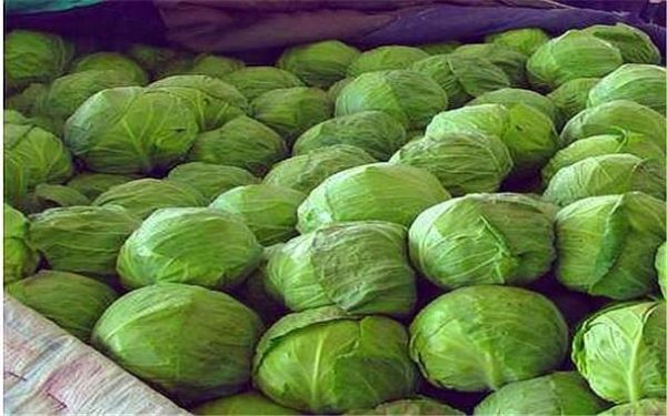 茴子白热量高吗_茴子白怎么吃最营养-第3张图片-山城妙识 茴子白热量高吗_茴子白怎么吃最营养-第3张图片-山城妙识