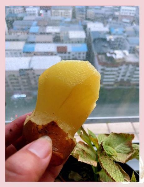 雪莲果减肥16天瘦多少_怎么吃效果最好-第3张图片-山城妙识 雪莲果减肥16天瘦多少_怎么吃效果最好-第3张图片-山城妙识