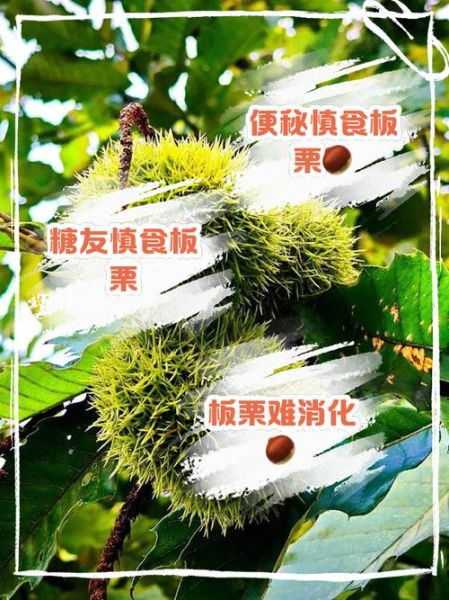 什么人不能吃板栗_板栗禁忌人群有哪些-第1张图片-山城妙识 什么人不能吃板栗_板栗禁忌人群有哪些-第1张图片-山城妙识