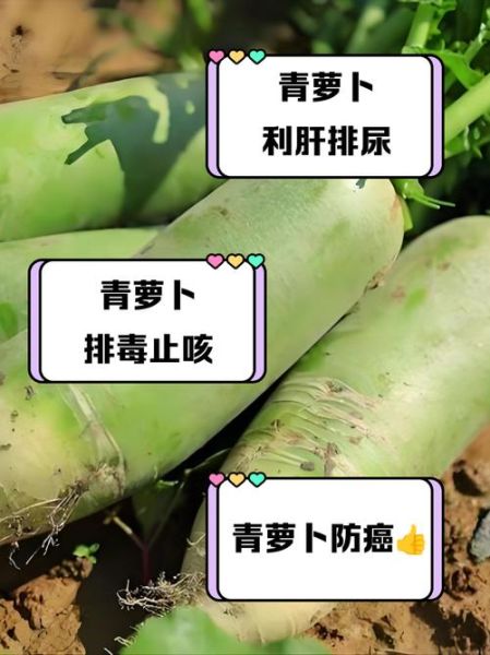 种青萝卜的正确方法_青萝卜什么时候种最好-第1张图片-山城妙识 种青萝卜的正确方法_青萝卜什么时候种最好-第1张图片-山城妙识