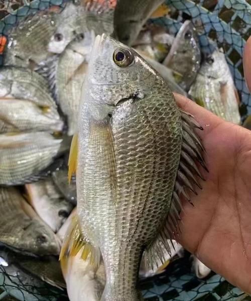 立鱼是海鱼还是淡水鱼_立鱼生活习性全解析-第1张图片-山城妙识