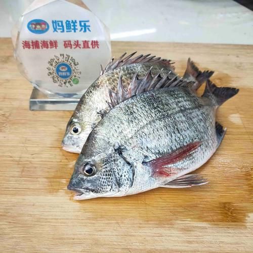 立鱼是海鱼还是淡水鱼_立鱼生活习性全解析-第3张图片-山城妙识