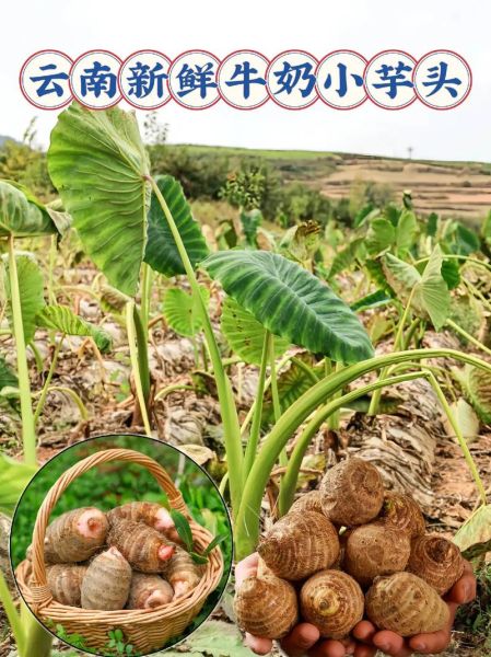 芋头图片大全集_芋头品种有哪些-第1张图片-山城妙识 芋头图片大全集_芋头品种有哪些-第1张图片-山城妙识