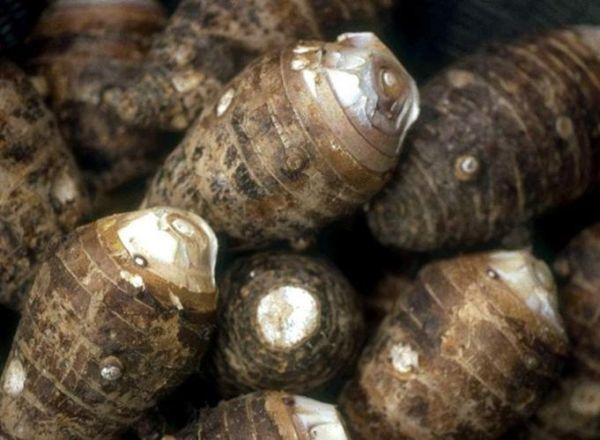 芋头图片大全集_芋头品种有哪些-第3张图片-山城妙识 芋头图片大全集_芋头品种有哪些-第3张图片-山城妙识