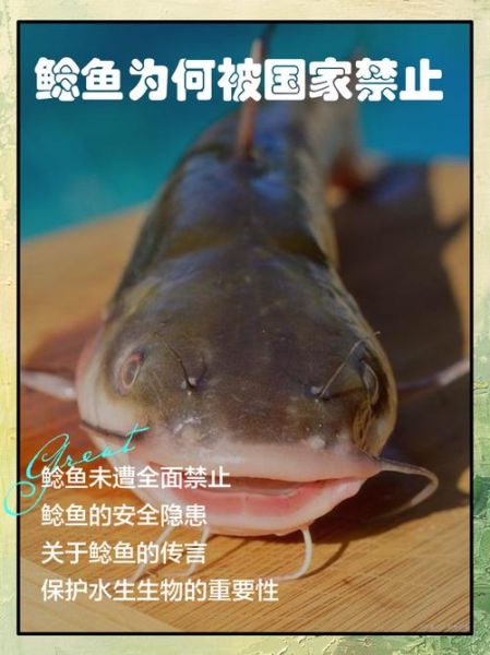 鲶鱼国宝是谁_为什么叫鲶鱼国宝-第1张图片-山城妙识 鲶鱼国宝是谁_为什么叫鲶鱼国宝-第1张图片-山城妙识