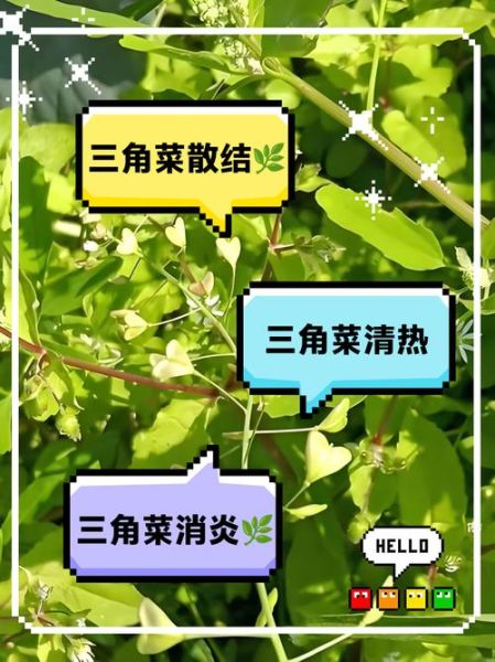 野菜有哪些功效_哪些野菜能降血压-第1张图片-山城妙识