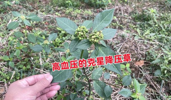 野菜有哪些功效_哪些野菜能降血压-第3张图片-山城妙识