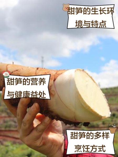 甜笋怎么做好吃_甜笋营养价值有哪些-第2张图片-山城妙识 甜笋怎么做好吃_甜笋营养价值有哪些-第2张图片-山城妙识