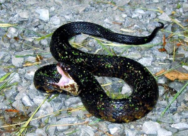 蛇鱼是什么_蛇鱼能吃吗-第2张图片-山城妙识