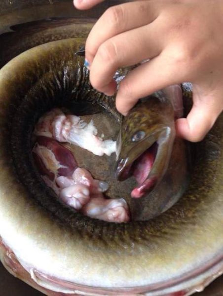 蛇鱼是什么_蛇鱼能吃吗-第3张图片-山城妙识