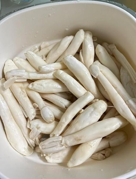 鸡腿菇怎么做好吃_鸡腿菇图片长什么样-第1张图片-山城妙识 鸡腿菇怎么做好吃_鸡腿菇图片长什么样-第1张图片-山城妙识