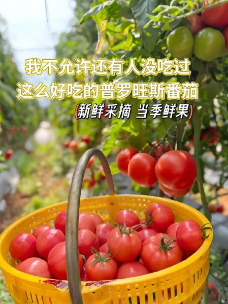 我吃西红柿新书什么时候出_番茄2025年新书发布时间-第2张图片-山城妙识 我吃西红柿新书什么时候出_番茄2025年新书发布时间-第2张图片-山城妙识