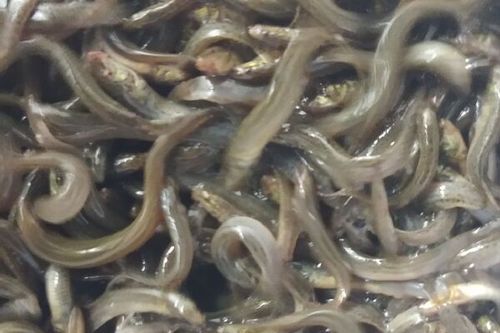 台湾泥鳅苗多少钱一斤_台湾泥鳅苗价格行情-第3张图片-山城妙识 台湾泥鳅苗多少钱一斤_台湾泥鳅苗价格行情-第3张图片-山城妙识