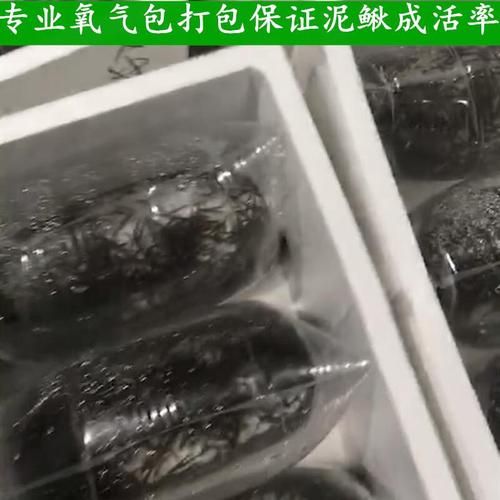 台湾泥鳅苗多少钱一斤_台湾泥鳅苗价格行情-第2张图片-山城妙识 台湾泥鳅苗多少钱一斤_台湾泥鳅苗价格行情-第2张图片-山城妙识
