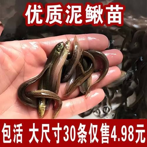 台湾泥鳅苗多少钱一斤_台湾泥鳅苗价格行情-第1张图片-山城妙识 台湾泥鳅苗多少钱一斤_台湾泥鳅苗价格行情-第1张图片-山城妙识