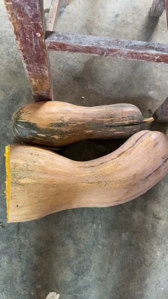 炒北瓜怎么做_炒北瓜要不要焯水-第2张图片-山城妙识 炒北瓜怎么做_炒北瓜要不要焯水-第2张图片-山城妙识