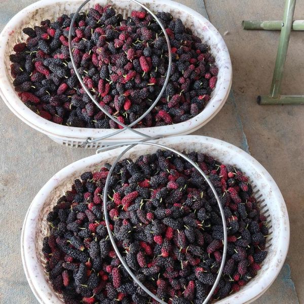 桑葚图片实拍_如何挑选新鲜桑葚-第1张图片-山城妙识 桑葚图片实拍_如何挑选新鲜桑葚-第1张图片-山城妙识