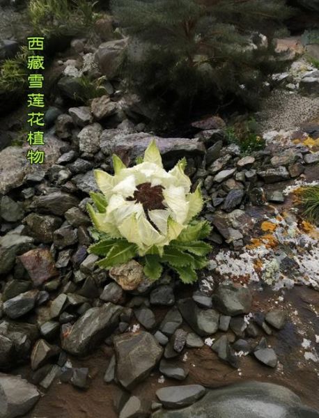 雪莲花泡酒壮阳的正确方法_雪莲花壮阳酒配方比例-第1张图片-山城妙识 雪莲花泡酒壮阳的正确方法_雪莲花壮阳酒配方比例-第1张图片-山城妙识