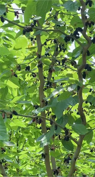 桑葚图片实拍_如何挑选新鲜桑葚-第3张图片-山城妙识 桑葚图片实拍_如何挑选新鲜桑葚-第3张图片-山城妙识