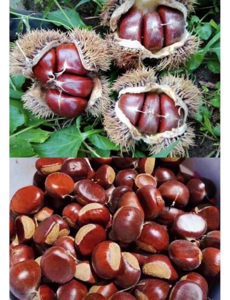 迁西板栗几月份成熟_迁西板栗什么时候采摘-第1张图片-山城妙识 迁西板栗几月份成熟_迁西板栗什么时候采摘-第1张图片-山城妙识