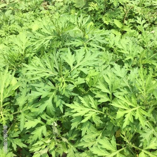 清明果用什么野菜做_清明果野菜图片识别-第2张图片-山城妙识 清明果用什么野菜做_清明果野菜图片识别-第2张图片-山城妙识