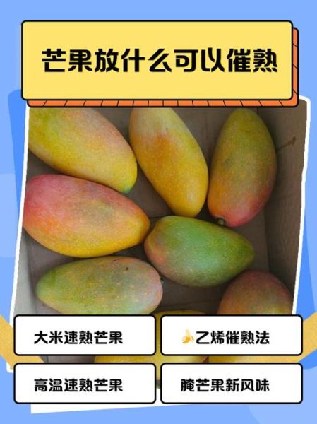 芒果怎么催熟不会烂_芒果催熟最快方法-第1张图片-山城妙识 芒果怎么催熟不会烂_芒果催熟最快方法-第1张图片-山城妙识