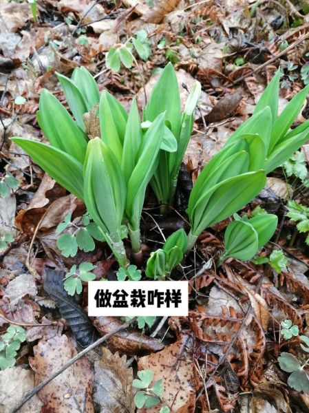 山葱的功效与作用_山葱怎么吃最养生-第3张图片-山城妙识 山葱的功效与作用_山葱怎么吃最养生-第3张图片-山城妙识