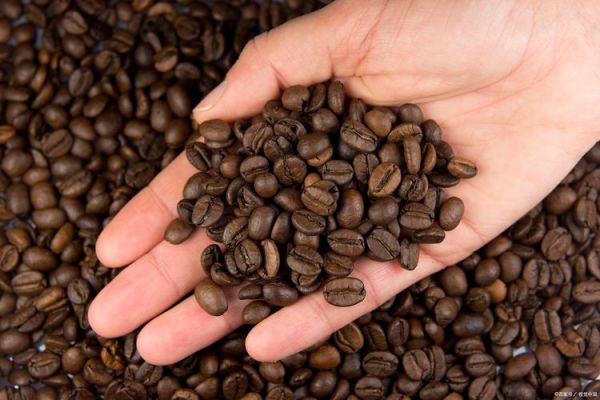 猫屎咖啡多少钱一杯_猫屎咖啡为什么这么贵-第3张图片-山城妙识 猫屎咖啡多少钱一杯_猫屎咖啡为什么这么贵-第3张图片-山城妙识