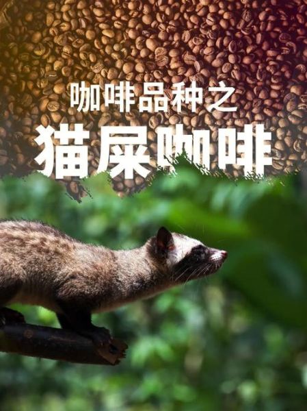 猫屎咖啡多少钱一杯_猫屎咖啡为什么这么贵-第2张图片-山城妙识 猫屎咖啡多少钱一杯_猫屎咖啡为什么这么贵-第2张图片-山城妙识