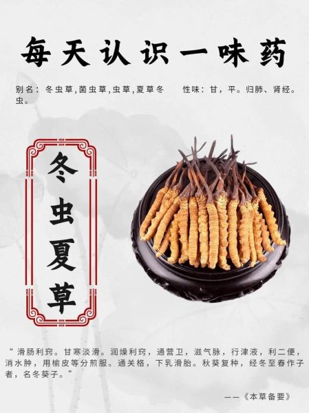 冬虫夏草是什么东西_冬虫夏草的功效与作用-第2张图片-山城妙识 冬虫夏草是什么东西_冬虫夏草的功效与作用-第2张图片-山城妙识