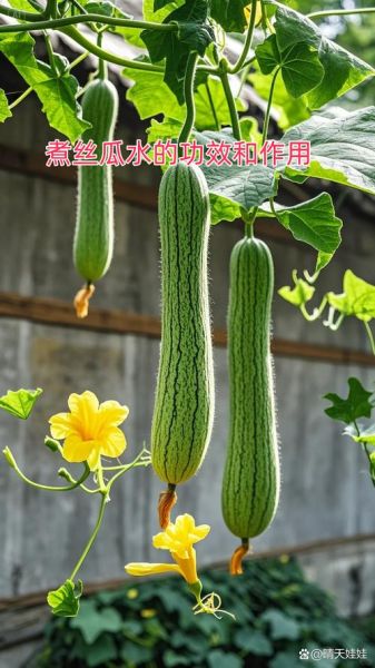 丝瓜对女性有什么好处_女人吃丝瓜能美容吗-第3张图片-山城妙识 丝瓜对女性有什么好处_女人吃丝瓜能美容吗-第3张图片-山城妙识