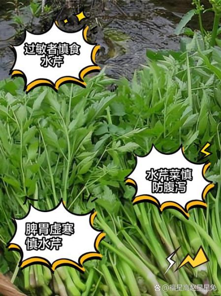 芹菜不适合什么人吃_哪些人群不能吃芹菜-第2张图片-山城妙识