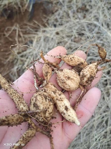 白蔹长什么样_白蔹和乌蔹莓区别-第3张图片-山城妙识 白蔹长什么样_白蔹和乌蔹莓区别-第3张图片-山城妙识