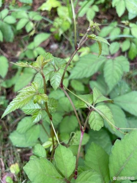 白蔹长什么样_白蔹和乌蔹莓区别-第2张图片-山城妙识 白蔹长什么样_白蔹和乌蔹莓区别-第2张图片-山城妙识