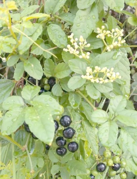 白蔹长什么样_白蔹和乌蔹莓区别-第1张图片-山城妙识 白蔹长什么样_白蔹和乌蔹莓区别-第1张图片-山城妙识