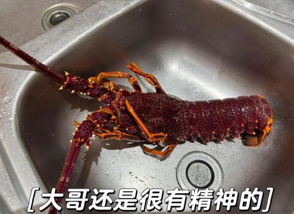 澳洲龙虾清蒸要蒸多久_清蒸澳洲龙虾怎么做-第1张图片-山城妙识 澳洲龙虾清蒸要蒸多久_清蒸澳洲龙虾怎么做-第1张图片-山城妙识