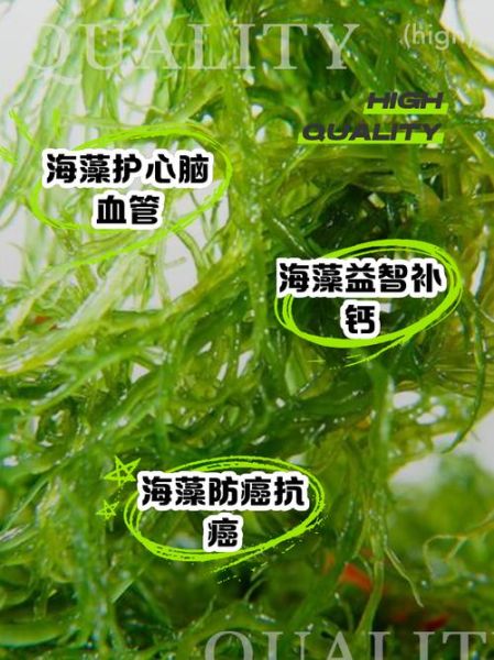 海藻功效与作用_海藻禁忌人群有哪些-第1张图片-山城妙识 海藻功效与作用_海藻禁忌人群有哪些-第1张图片-山城妙识