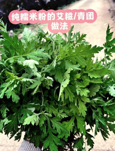 客家艾粄的做法_客家艾粄怎么保存-第2张图片-山城妙识 客家艾粄的做法_客家艾粄怎么保存-第2张图片-山城妙识