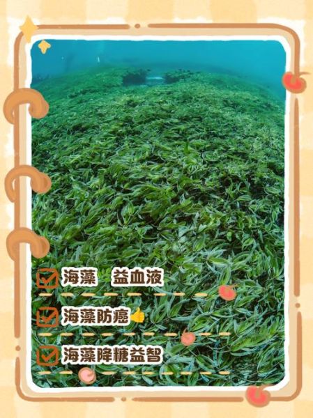 海藻功效与作用_海藻禁忌人群有哪些-第2张图片-山城妙识 海藻功效与作用_海藻禁忌人群有哪些-第2张图片-山城妙识