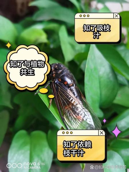 知了吃什么_知了吃什么食物-第1张图片-山城妙识 知了吃什么_知了吃什么食物-第1张图片-山城妙识