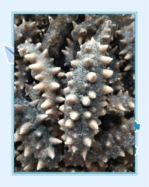 长海县海参批发市场在哪_价格行情-第3张图片-山城妙识 长海县海参批发市场在哪_价格行情-第3张图片-山城妙识