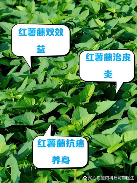 番薯藤有什么功效_番薯藤怎么吃最好-第1张图片-山城妙识 番薯藤有什么功效_番薯藤怎么吃最好-第1张图片-山城妙识